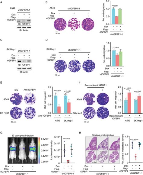 IGFBP Sustains Cell Survival During SpatiallyConfined Migration And Promotes Tumor Metastasis