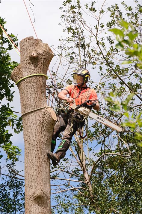 Tree Surgeon Barnet Tree Surveys Artemis Tree Services