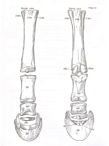 Aneq346 Metacarpal And Digital Bones Study Guide Flashcards Quizlet Aneq346 Metacarpal And Digital Bones Study Guide Flashcards Quizlet