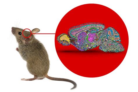 Scientists Map The Entire Human Brain