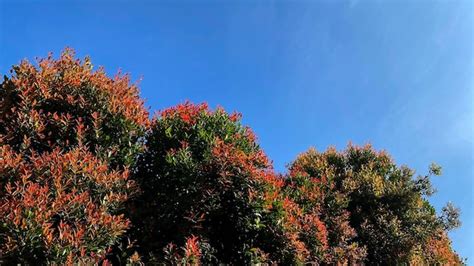 Premium Photo A Tree With A Blue Sky In The Background