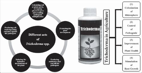 2 Trichoderma Spp As Biological Agents Due To Their Different Download Scientific Diagram