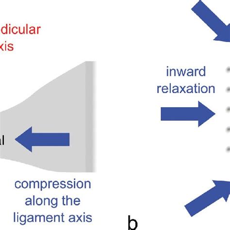 Crystal Lattice Strain In Npau A Cylindrical Ligaments Show Download Scientific Diagram