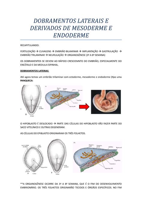 Embriologia Derivados DE Mesoderme E Endoderme DOBRAMENTOS LATERAIS E DERIVADOS DE MESODERME