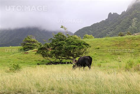 대자연 속 한가로이 풀을 뜯는 검은색 소 유토이미지 상세페이지 베이직샵 사진 20549148