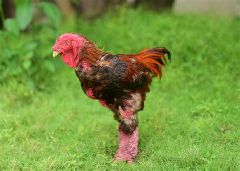 14 Rarest Chicken Breeds On Homesteads