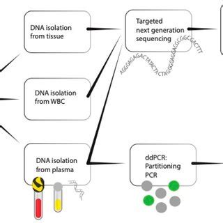 Study Workflow The Schematic Study Plan Of The Project From Patient Download Scientific