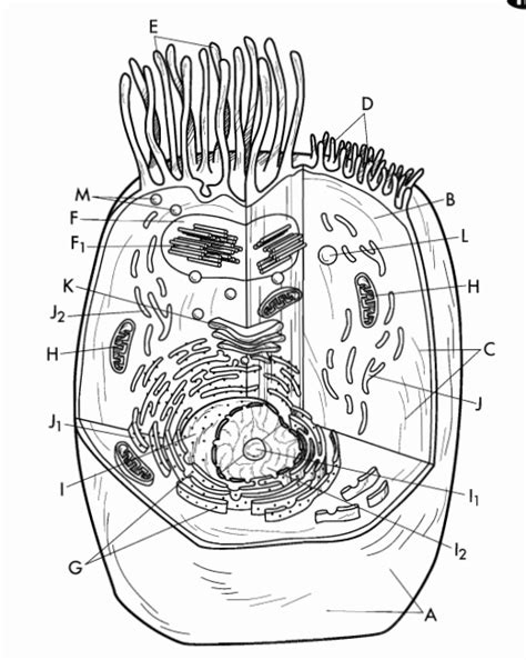 The Cell Diagram Quizlet
