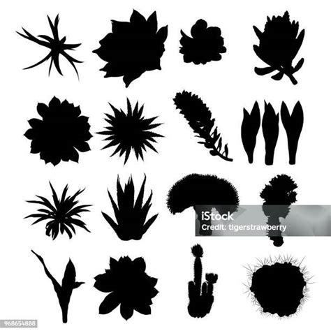 선인장 용 설 란 알로에 및 선인장 검은 실루엣 선인장을 설정합니다 벡터입니다 개체 그룹에 대한 스톡 벡터 아트 및 기타 이미지 개체 그룹 검은색 고풍스런 Istock