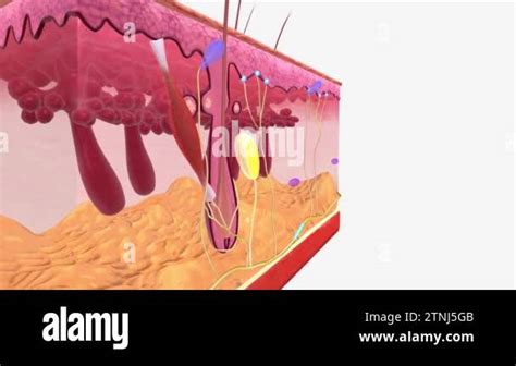 Neuron Dendrite Stock Videos And Footage Hd And 4k Video Clips Alamy
