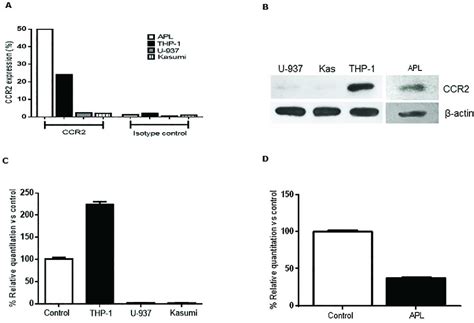 Figure 1 From The Ccl2 Ccr2 Axis Affects Transmigration And