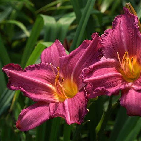 Daglelie Summer Wine Sprinklr