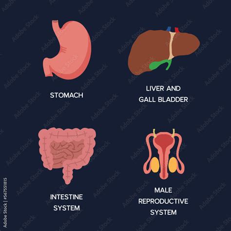 Human Internal Organs Cartoon Anatomy Body Parts Stomach With