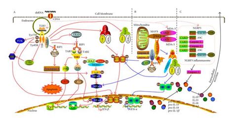 Dsrna Induced Signal Pathways A Dsrna Signaling Through Tlr3 Dsrna