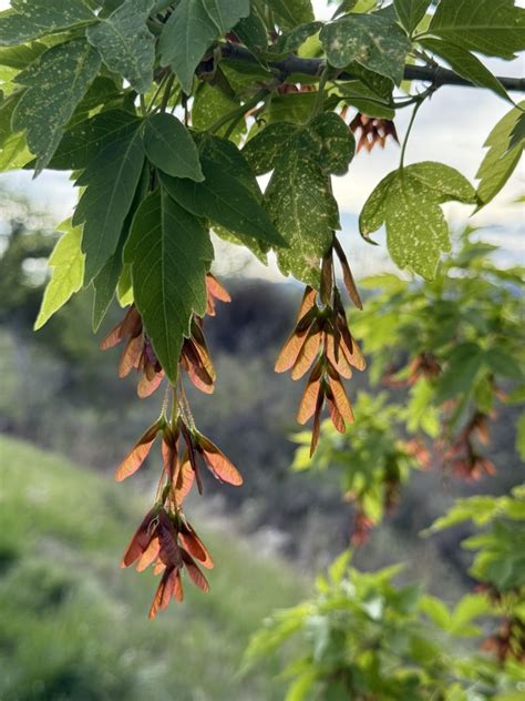 Exploring Relationship Dynamics Through A Psychoanalytic Lens