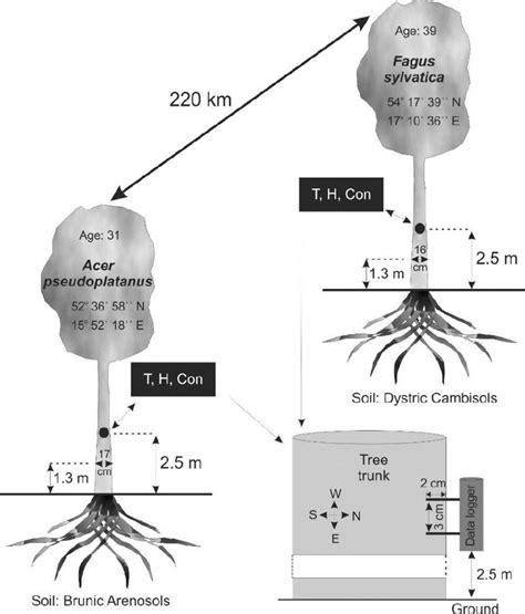 Characteristics Of The Examined Trees T H And Con In The Graph Mean