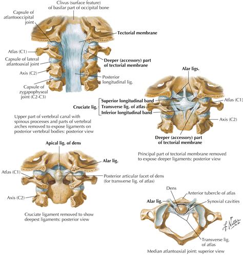 Cervical Spine Clinical Tree