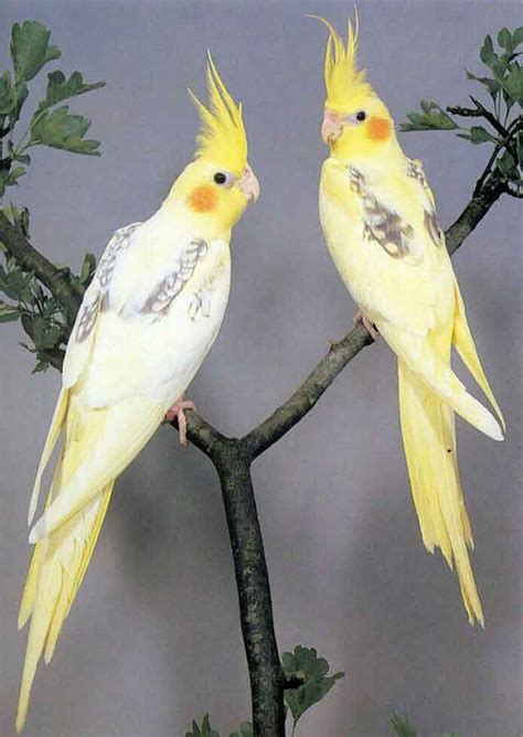 Lutino Cockatiel Types Lifespan Breeding Food And Care Petshoods