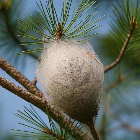 Cocon Chenille Processionnaire Dangers Et Solutions