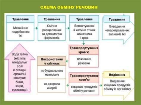 Презентація Будова травної системи людини