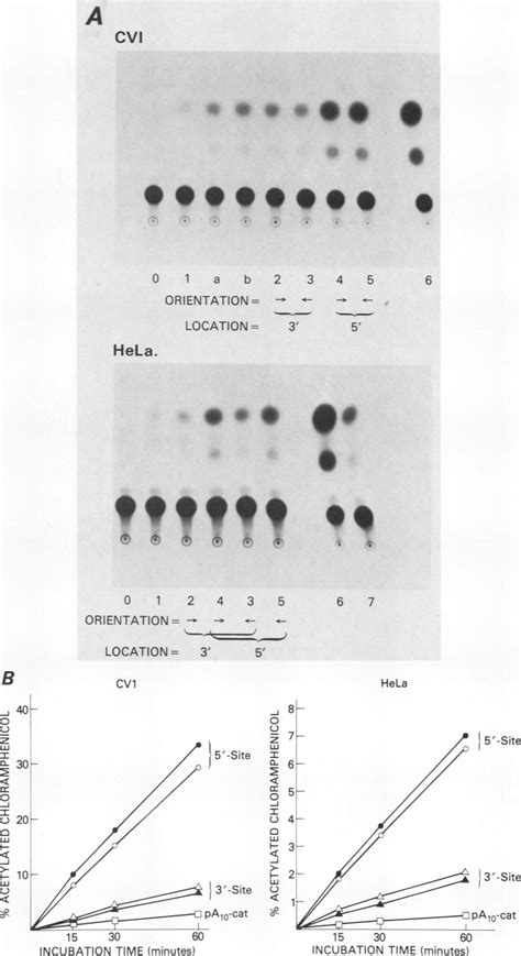 Enhanced Cat Gene Expression By Fragment 4 In An Enhancer Minus