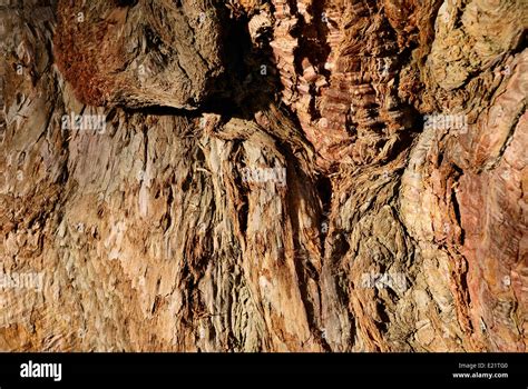 Nature Tree Bark Surface Texture Stock Photo Alamy