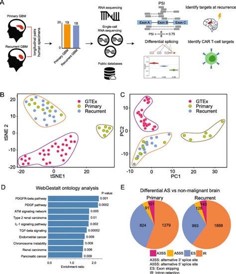 The Evolution Of Alternative Splicing In Glioblastoma Under Therapy Pmc