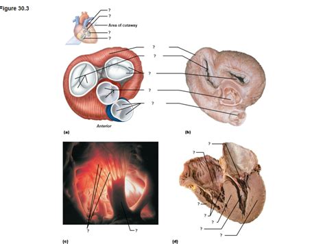 Heart Valve Diagram Quizlet Heart Valve Diagram Quizlet