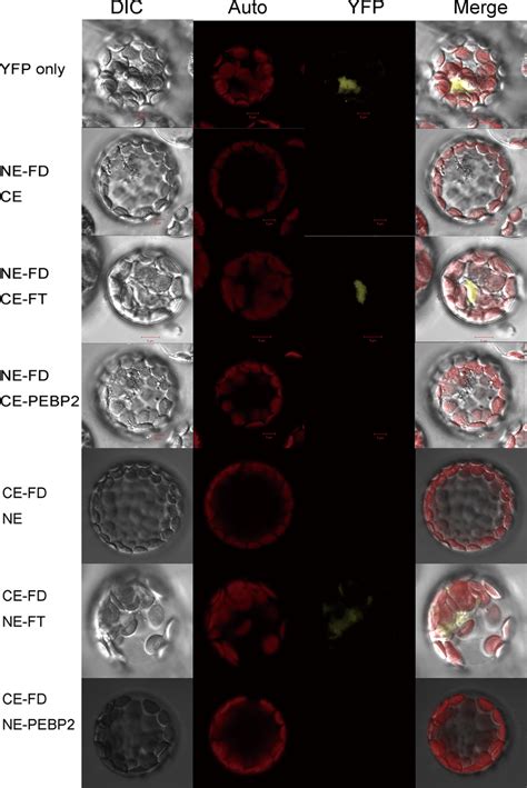 Bimolecular Fluorescence Complementation Bifc Assay The Download Scientific Diagram