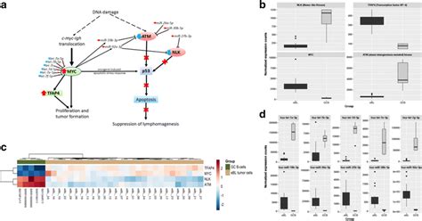 Aberrant Transcriptome Expression Pivotal To Ebl Lymphomagenesis A