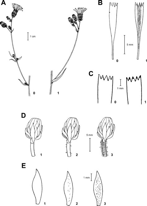 Selected Morphological Characters Used In Multivariate Morphometric