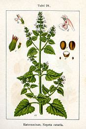 Catnip Wikipedia