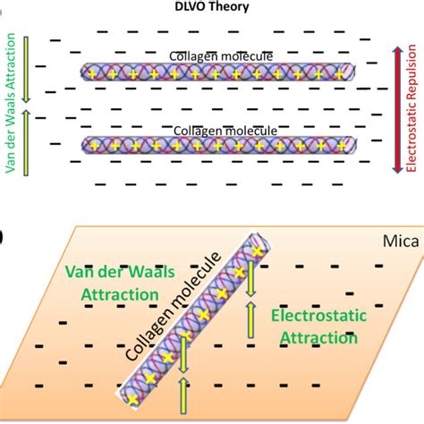 Dl Interaction Between Two Collagen Molecules Depending On The Download Scientific Diagram