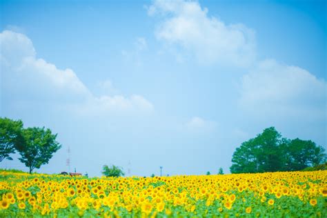 今年はいつから夏？夏の定義や初夏の時期も解説！ 季語ネタ情報局