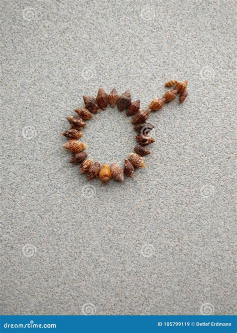 Sex Sign For Male Created With Snail Shells Stock Image Image Of Shells Used 105799119