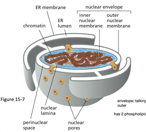 Cell Bio Exam 3 Flashcards Quizlet