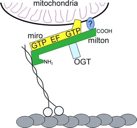 Schematic Representation Of The Protein Complex That Mediates