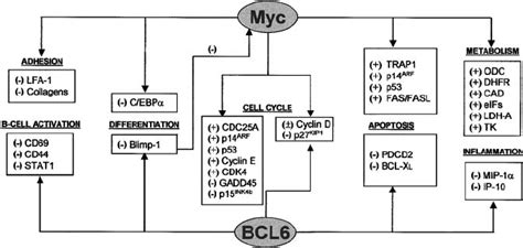 C Myc And Bcl6 Are Involved In Regulation Of Multiple Cell Functions