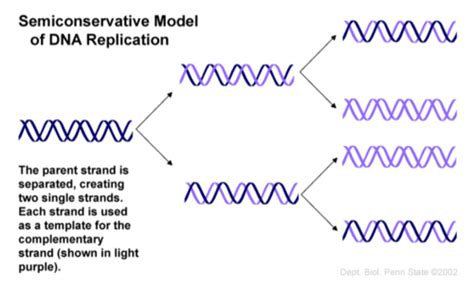 Dna Flashcards Quizlet