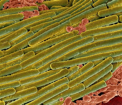 Clostridioides Difficile Bacteria Sem Stock Image C004 3604 Science Photo Library