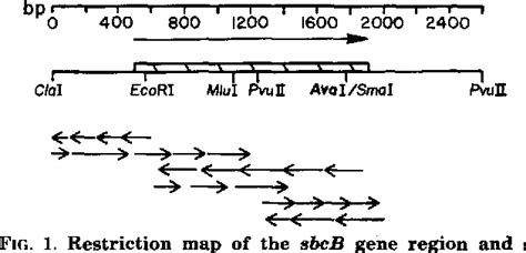 Figure 1 From Determination Of The Nucleotide Sequence For The Exonuclease I Structural Gene