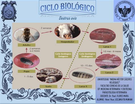Ciclo Biologico Pdf