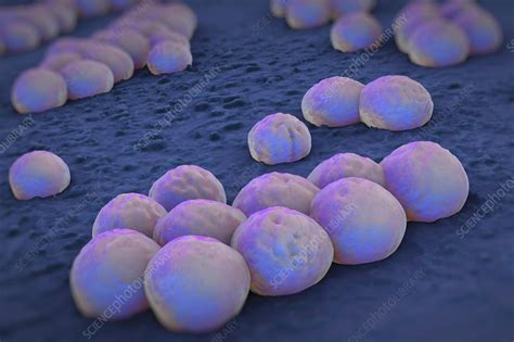 Superbug Mrsa Artwork Stock Image C020 3624 Science Photo Library