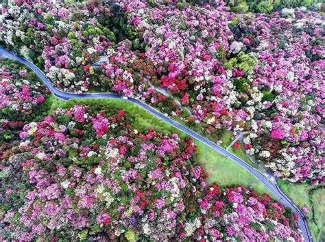畢節百里杜鵑：一票游三日 花海玩到爽 香港商報