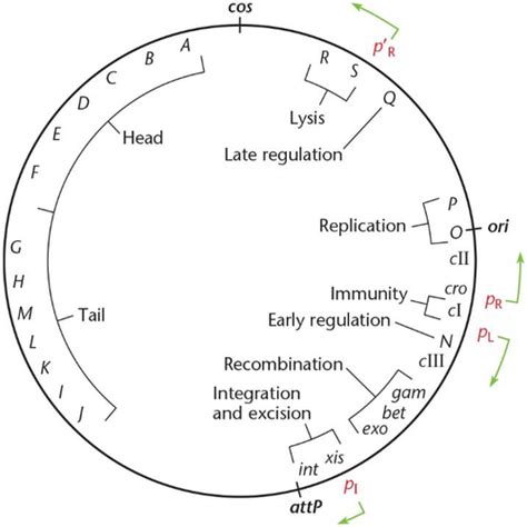 14 Lambda Phage Flashcards Quizlet