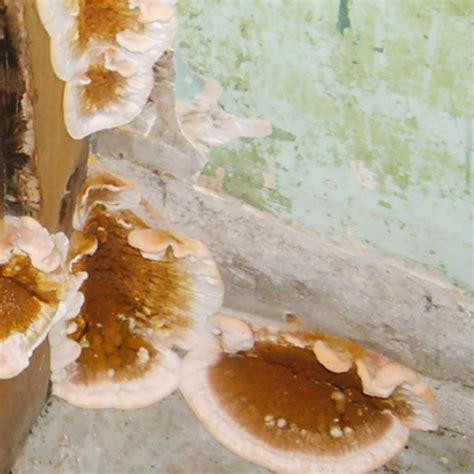 The Difference Between Wet Rot And Dry Rot Wise Property Care