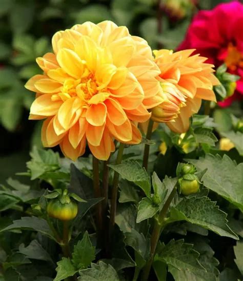 小丽花可以播种吗 花卉百科 绿宝园林网