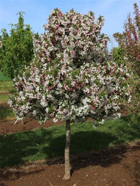 Malus Sparkling Sprite Crabapple Randd Wholesale Nursery