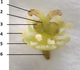 The Comparison Of Structure Of Hermaphrodite Flower A And Male Flower