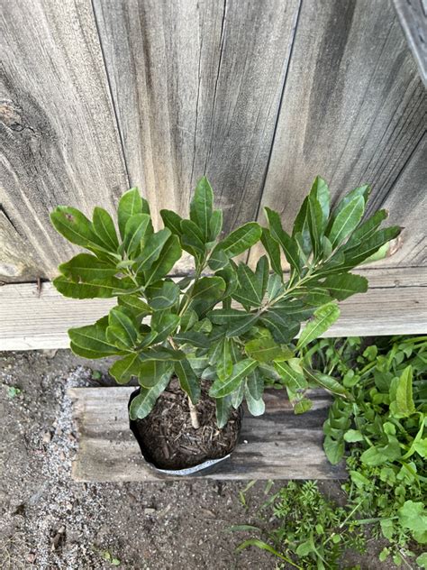 4 E48 C559 05 E6 4485 A4 F8 Bb3114 Fea475 — Postimages